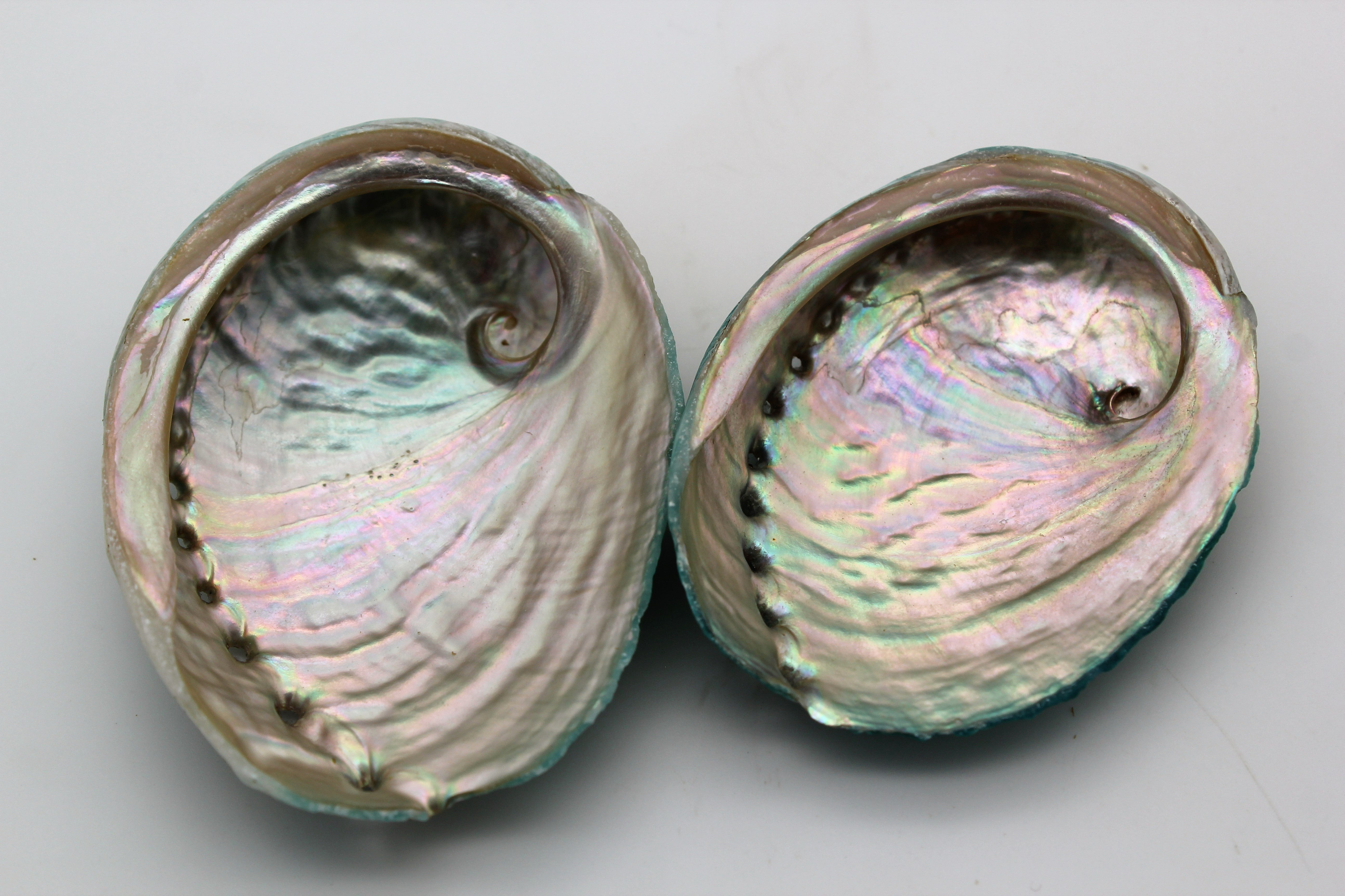 Abalone Shell - Buy your Crystals Online Now at Khajiit Wares™