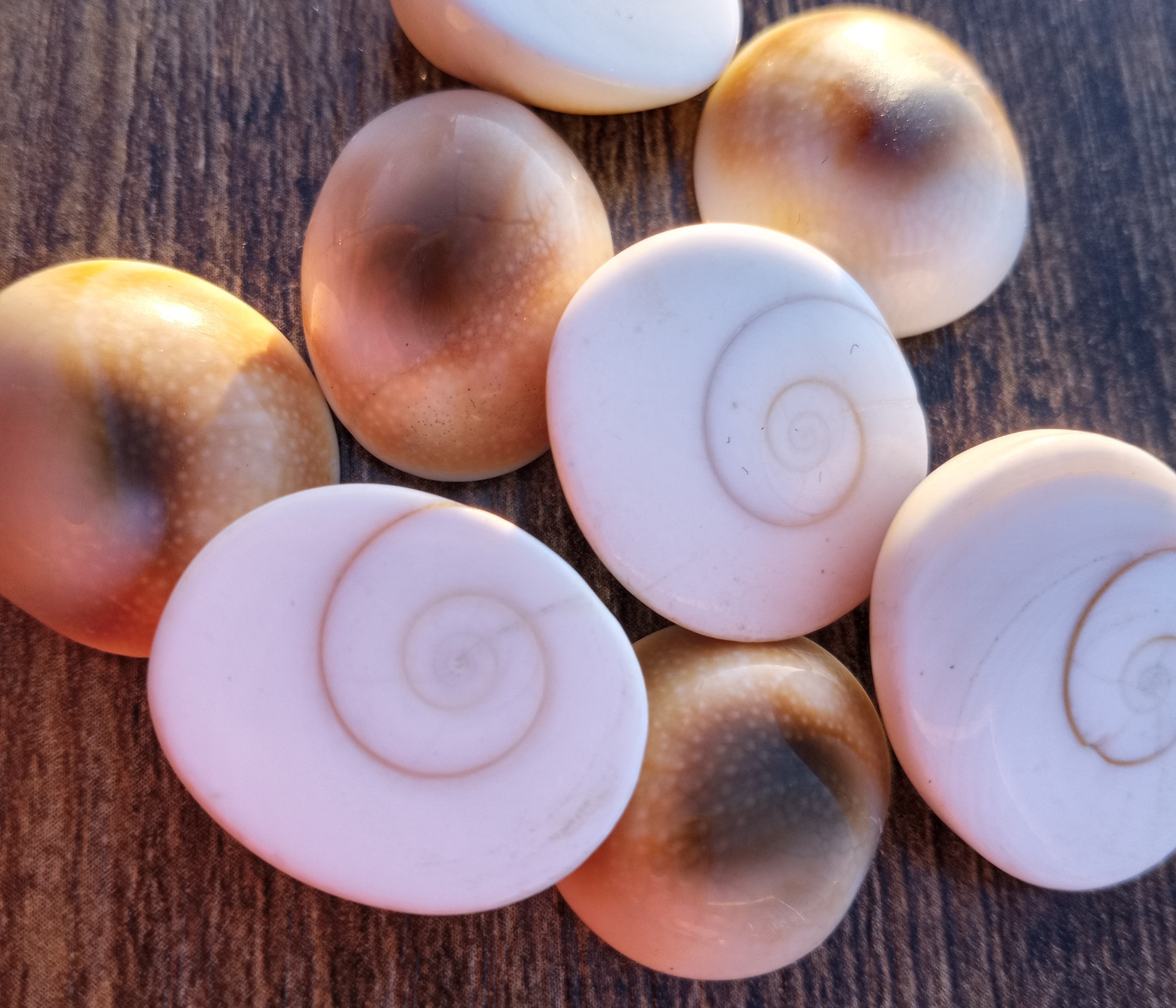 Shiva Eye Shell Cabochons - Buy your Crystals Online Now at Khajiit Wares™